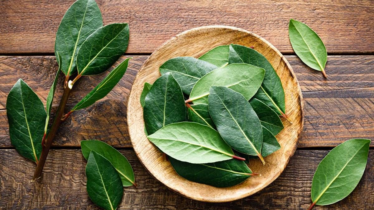 Aleja las envidias y malas energías del hogar con hojas de laurel y ...