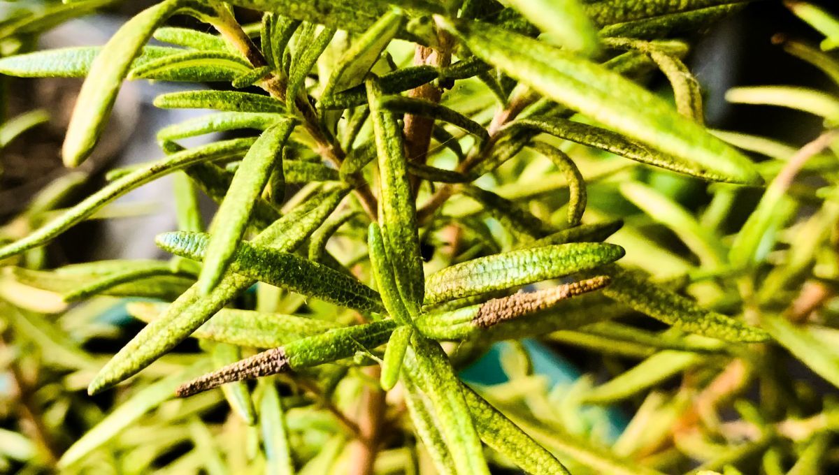 Qué significa que la planta de romero se tiña de marrón, según expertos