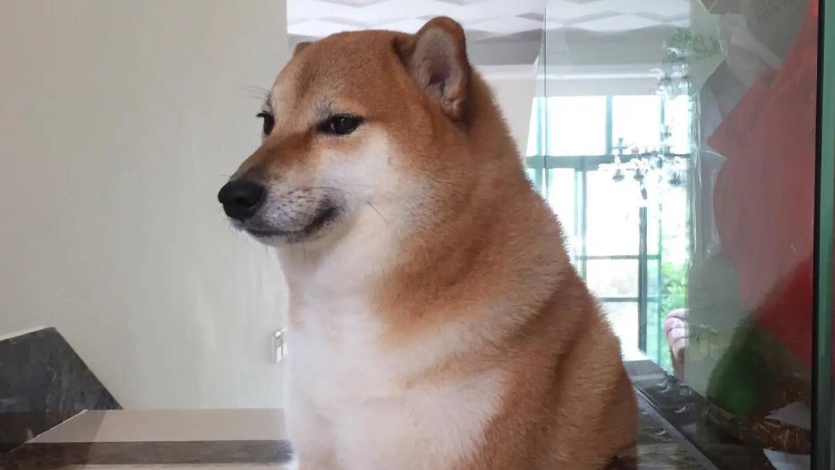 Los 10 mejores memes del perrito Balltze