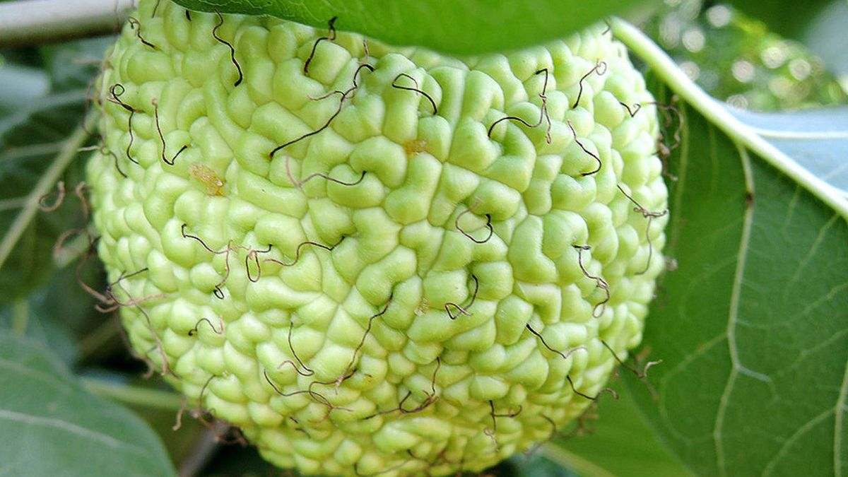 El fruto que parece un cerebro e inunda el Parque General San Martín
