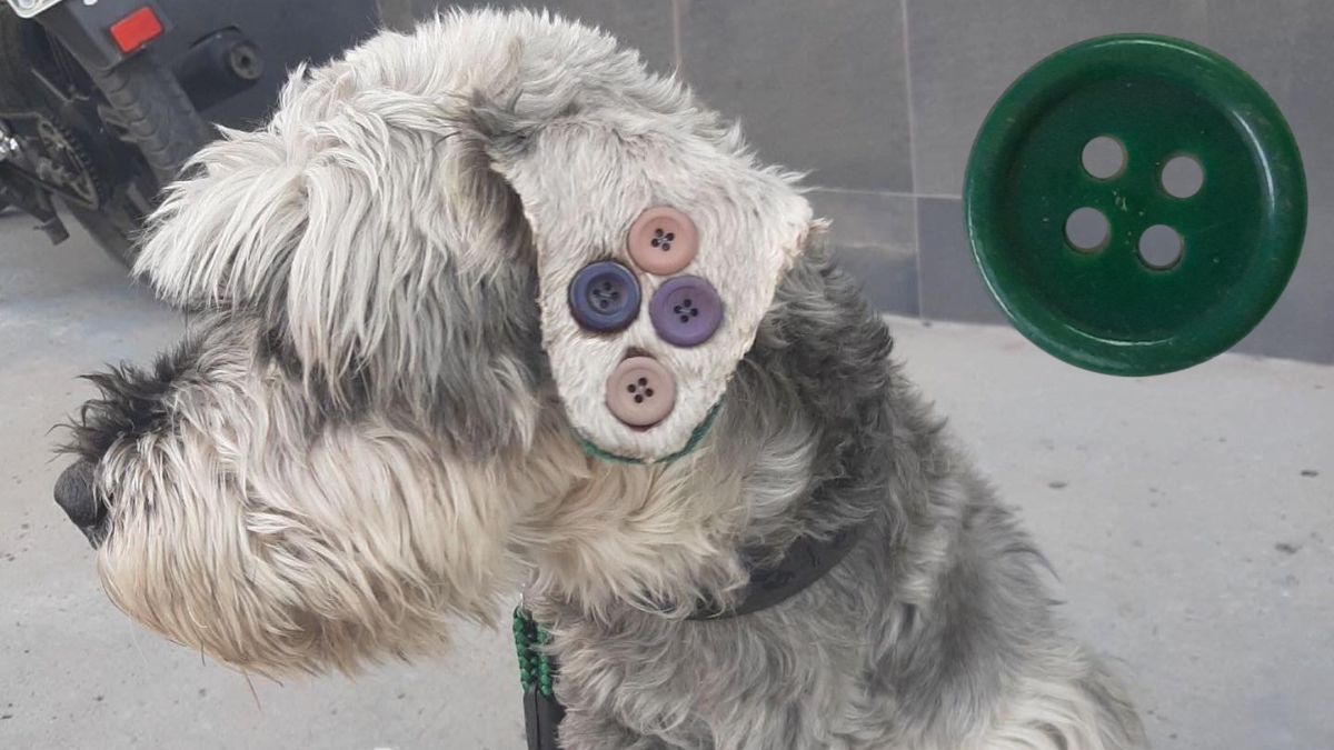 Por qué algunos veterinarios ponen botones en las orejas de los perros