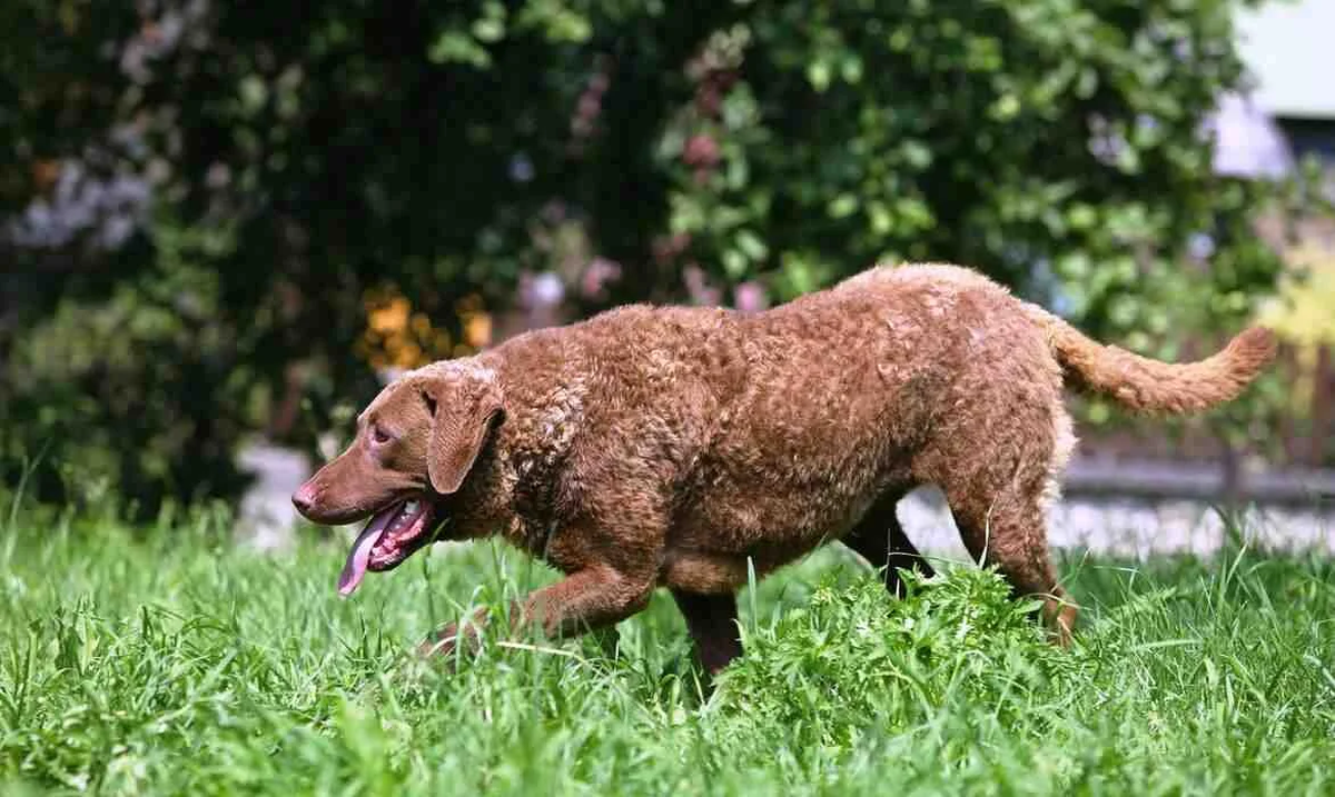 Qué significa que mi perro esté agazapado