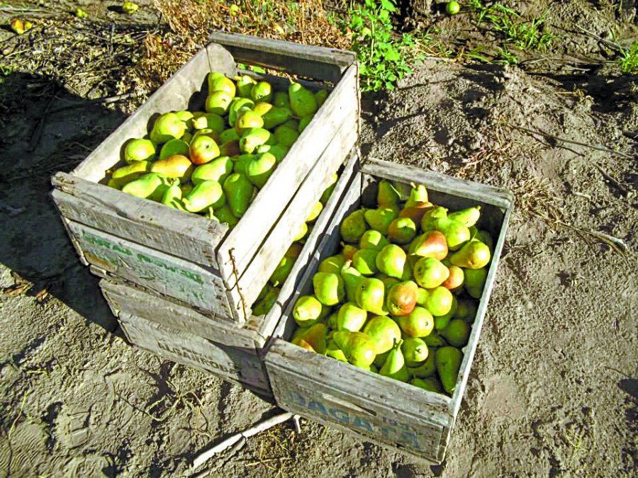 4 beneficios de comer una pera por día