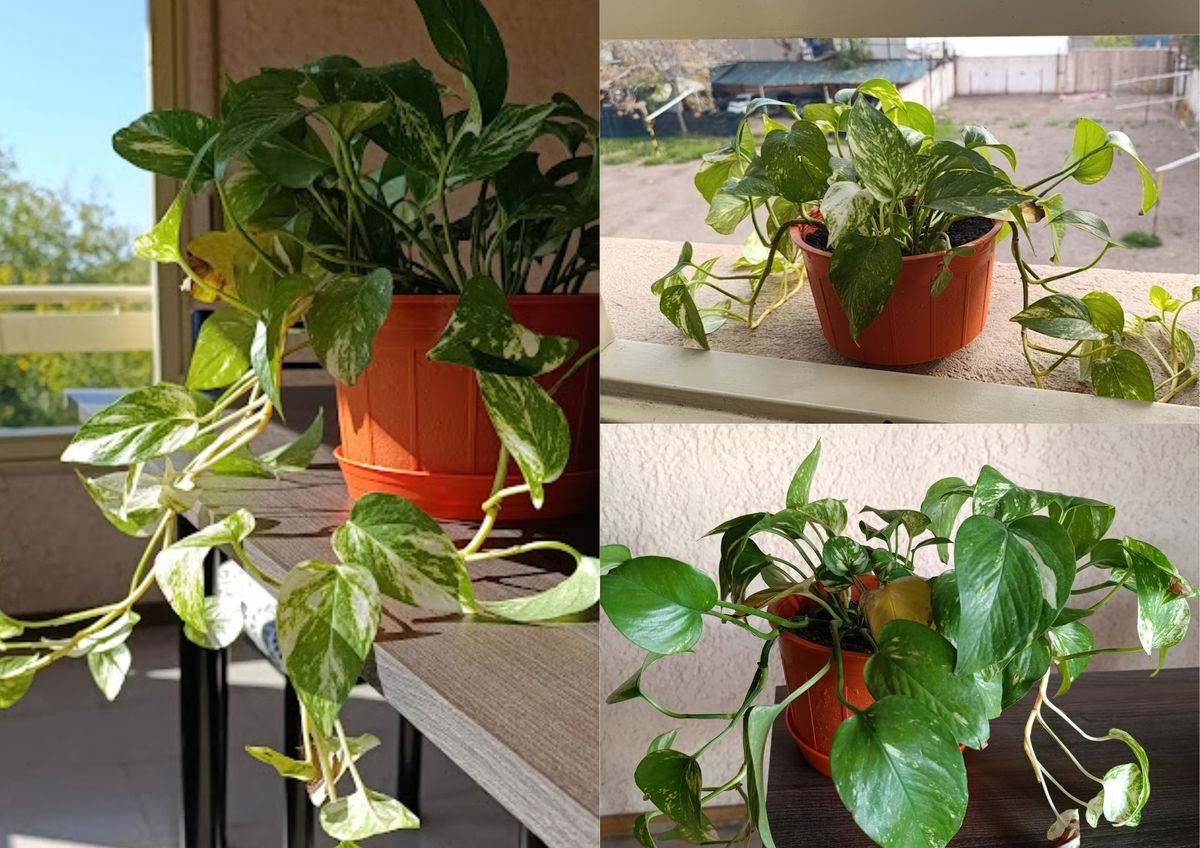 ¿Qué le pasa a mi potus? Te explico qué significa que tu planta de ...