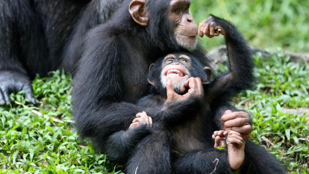 Día Mundial del Chimpancé: por qué se celebra el 14 de julio