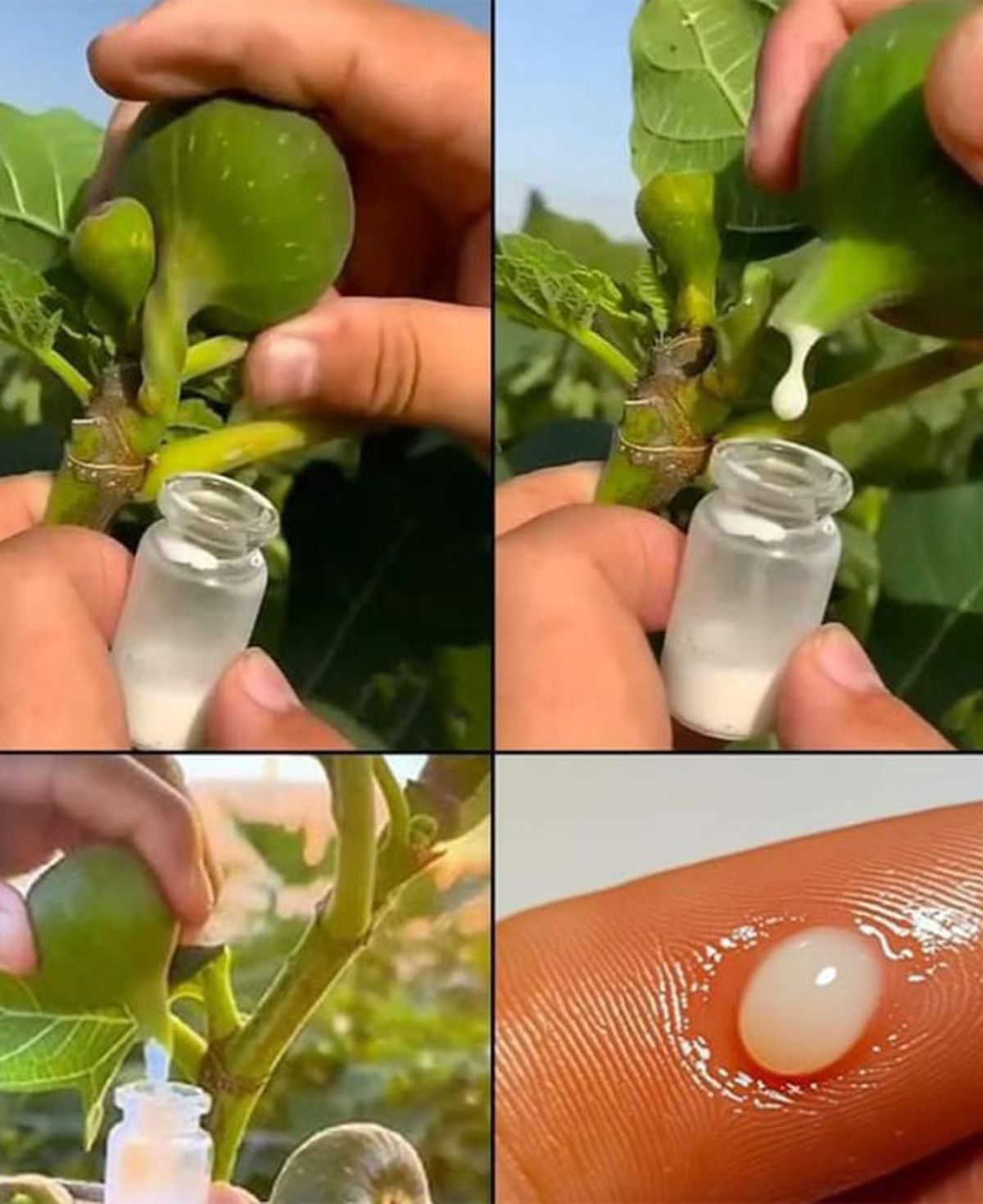 Qué significa la LECHE DE HIGO para la salud y por qué vale su peso en oro