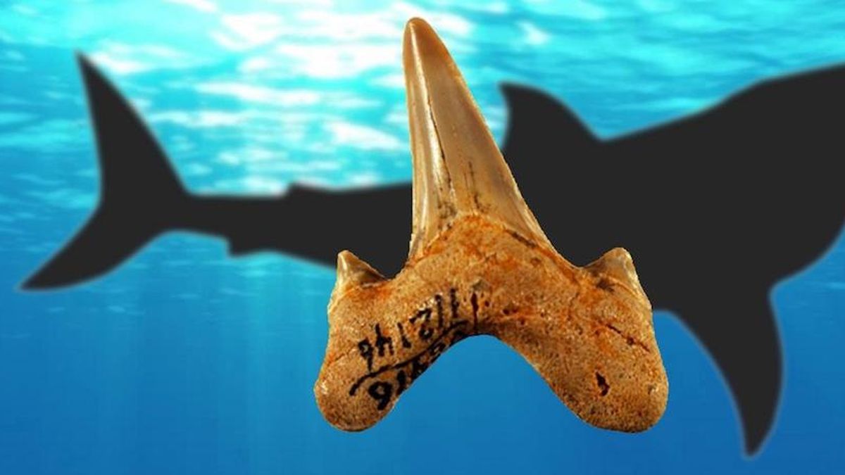 Identifican un gran tiburón extinto desconocido