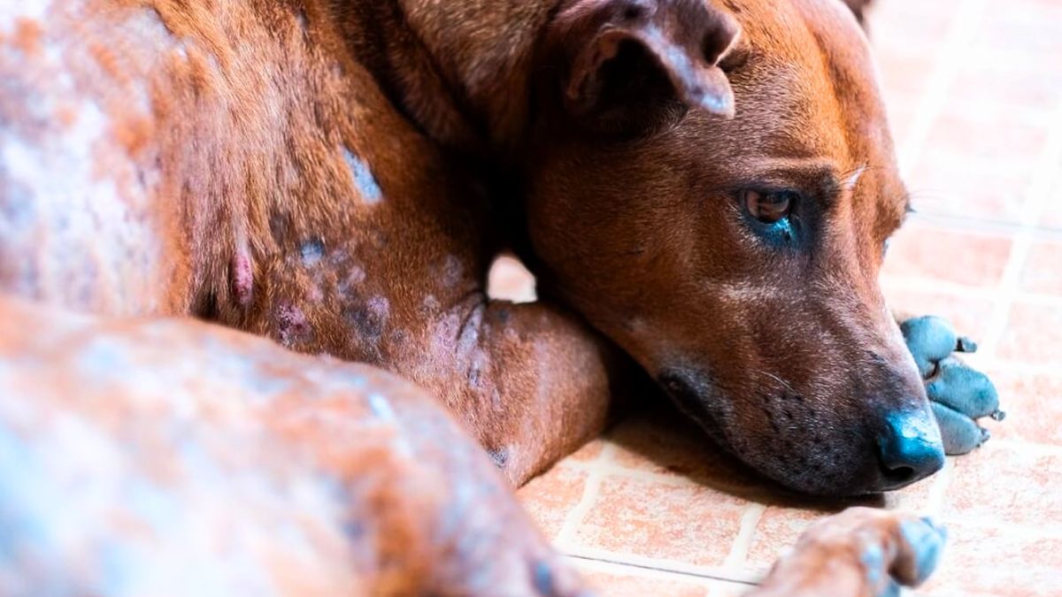 Protege a tu perro: la peligrosa infección bacteriana que puede sufrir ...