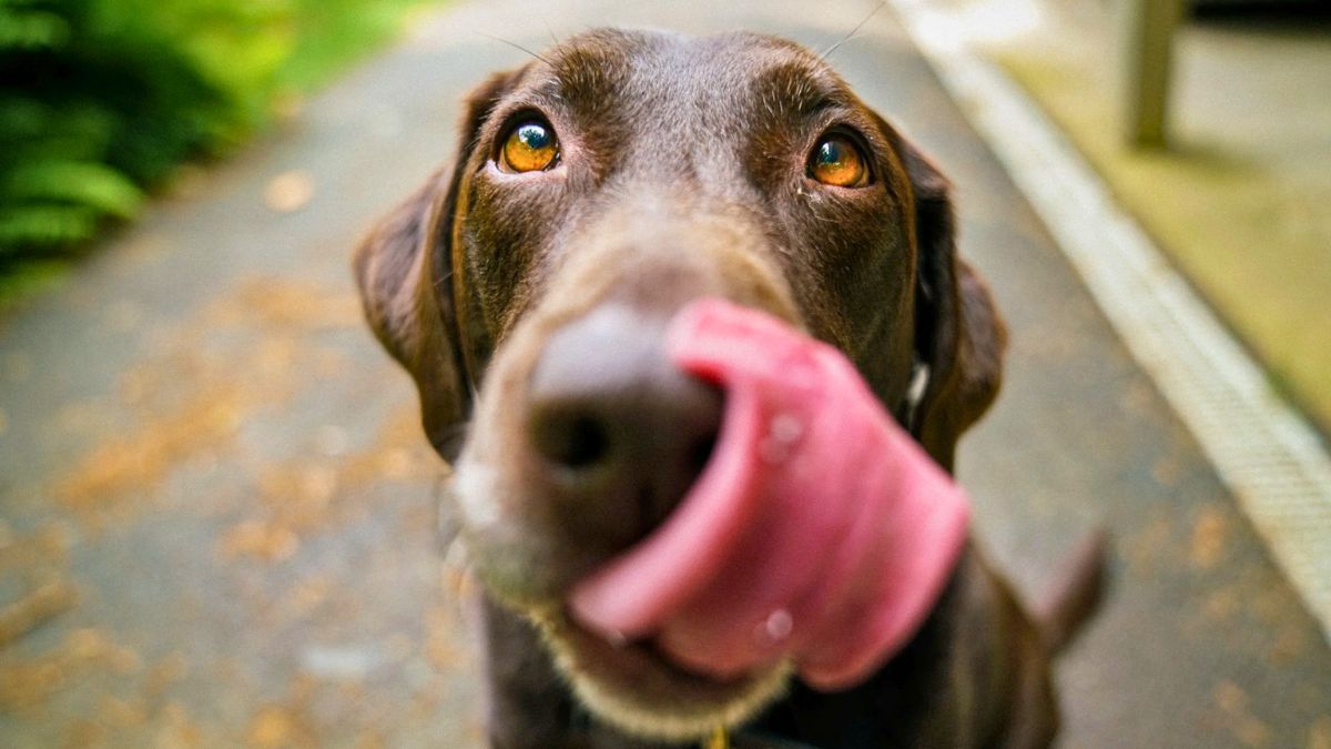 Qué significa que tu perro se chupe la nariz y por qué puede ser algo ...