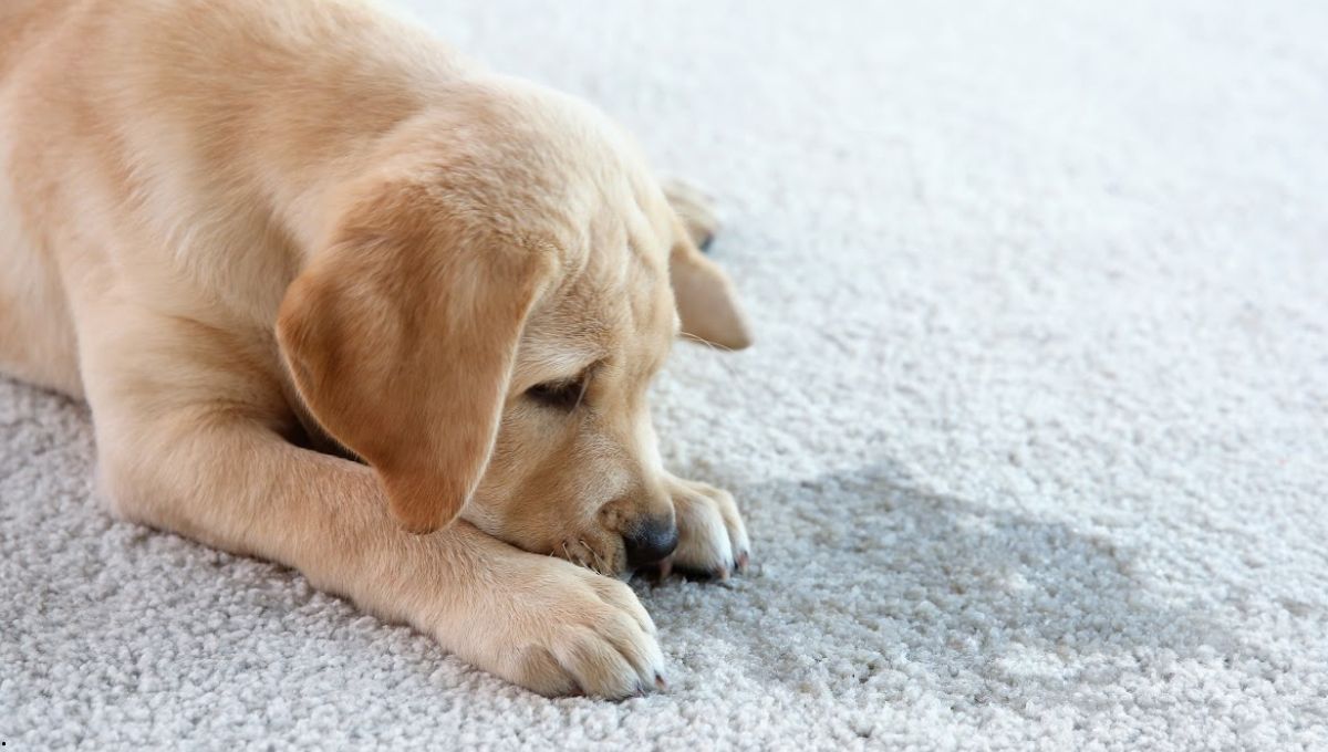 Qué significa el color del vómito de un perro y cómo ayudarlo a ...