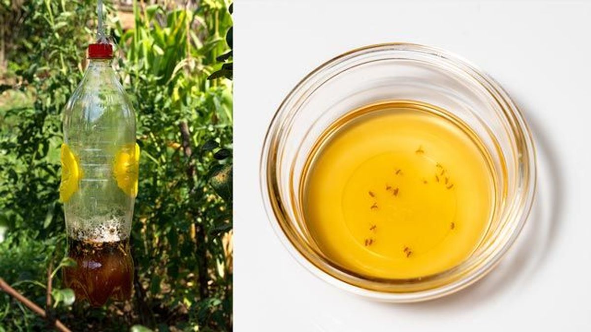 3 trucos caseros para ahuyentar las moscas de tu casa