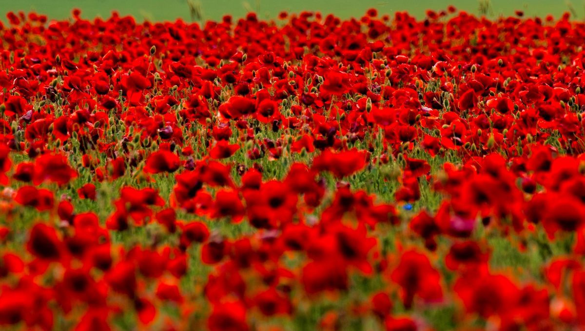 ¿Qué significado tienen las amapolas?
