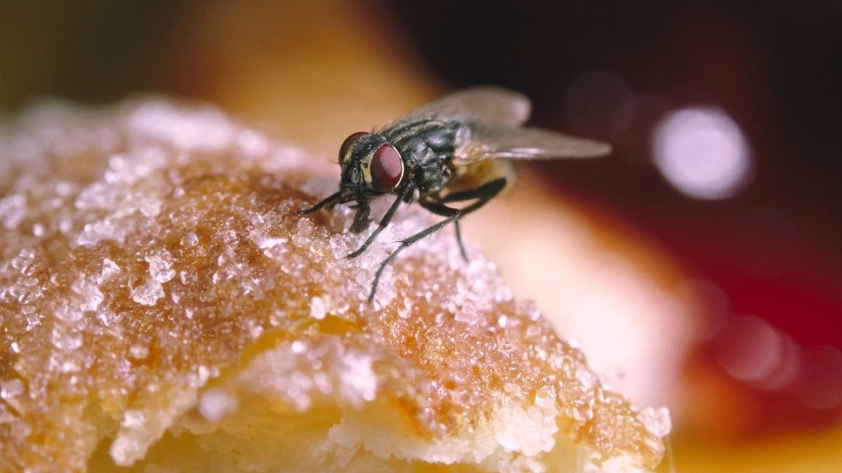 Dile adiós a las moscas en tus comidas con este efectivo truco casero