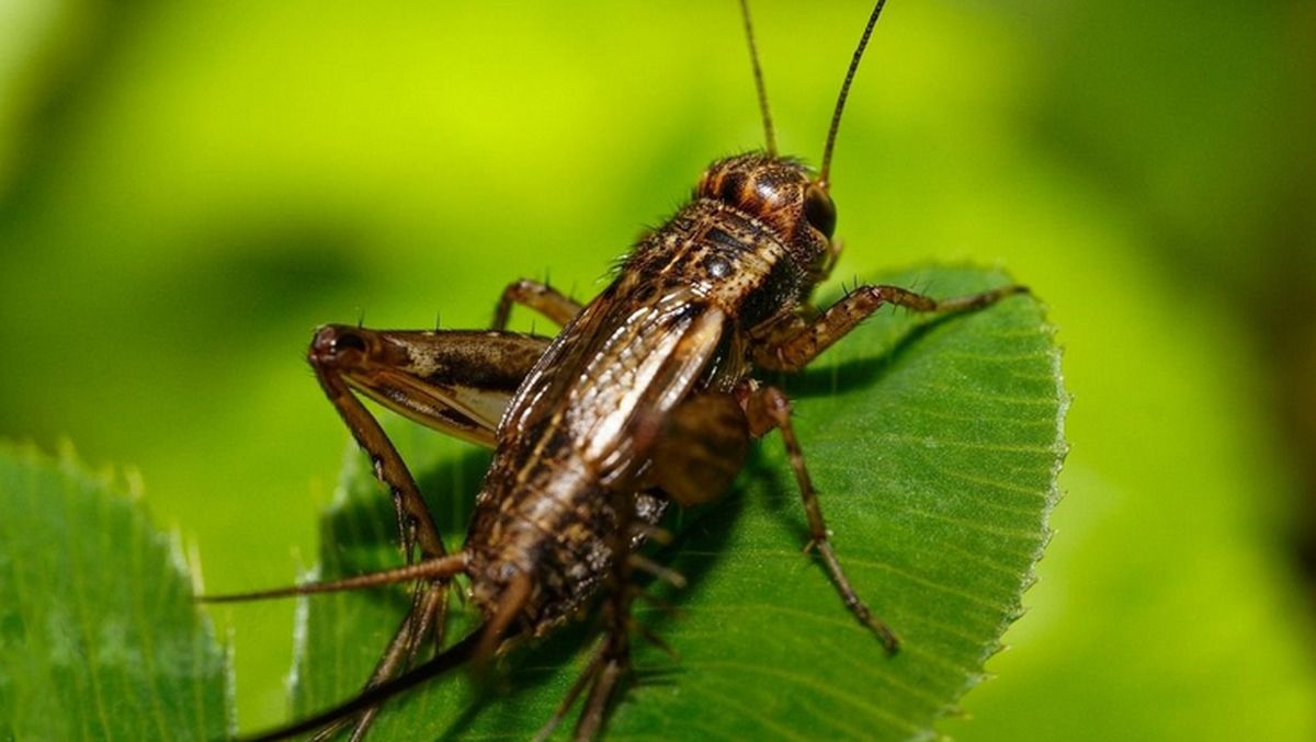 Qué significa encontrar un grillo en el jardín de casa