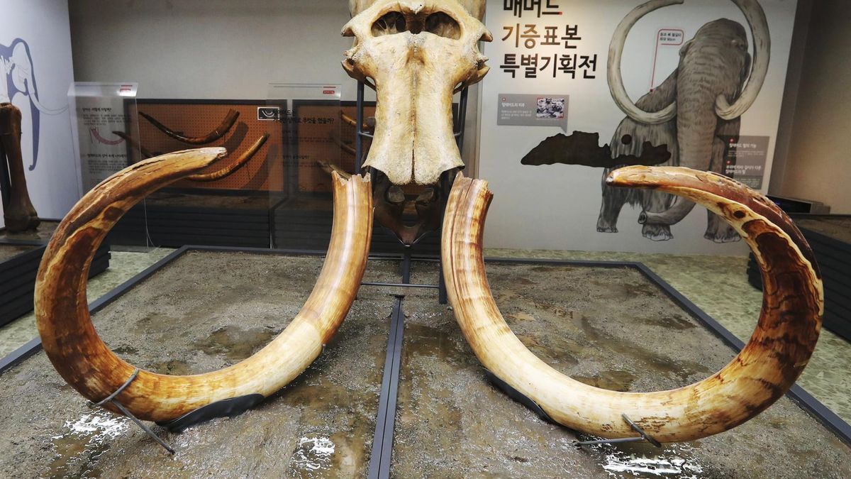 El descubrimiento que siembra dudas sobre qué causó la extinción del ...