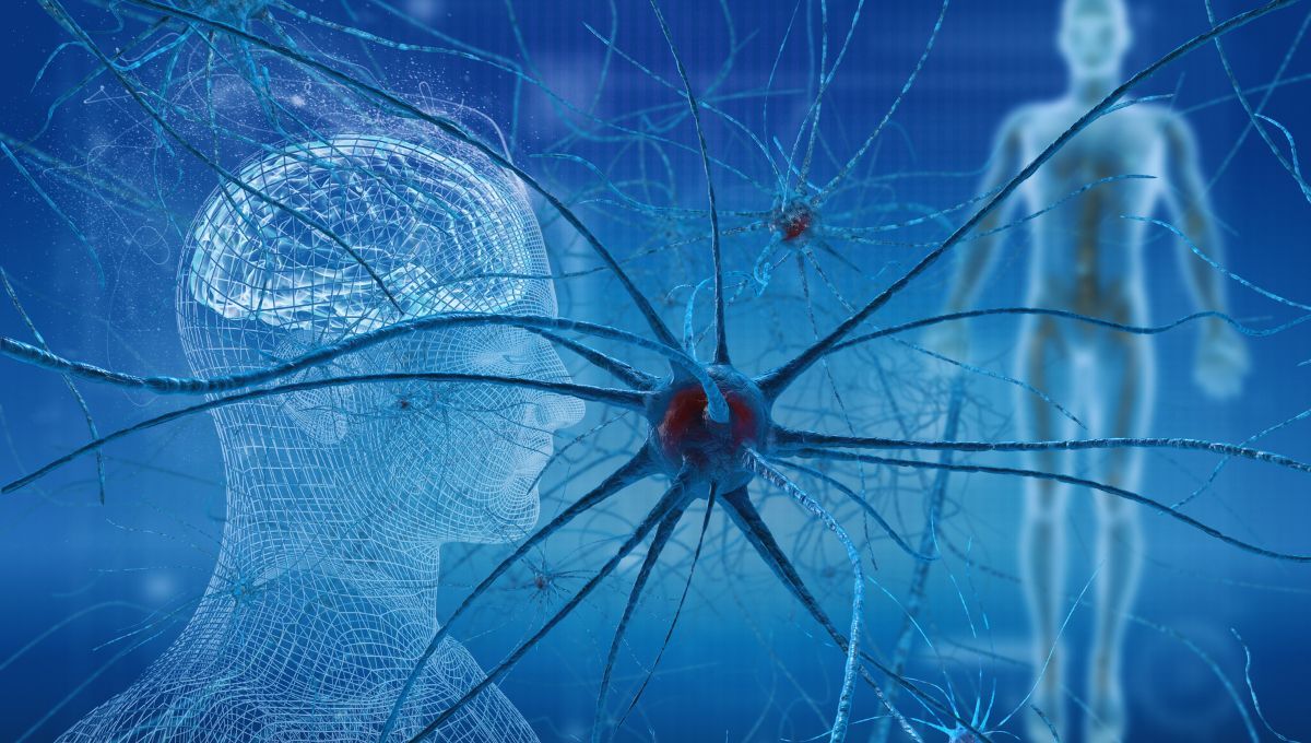 Cuáles son las neuronas del cerebro que guian la toma de decisiones ...