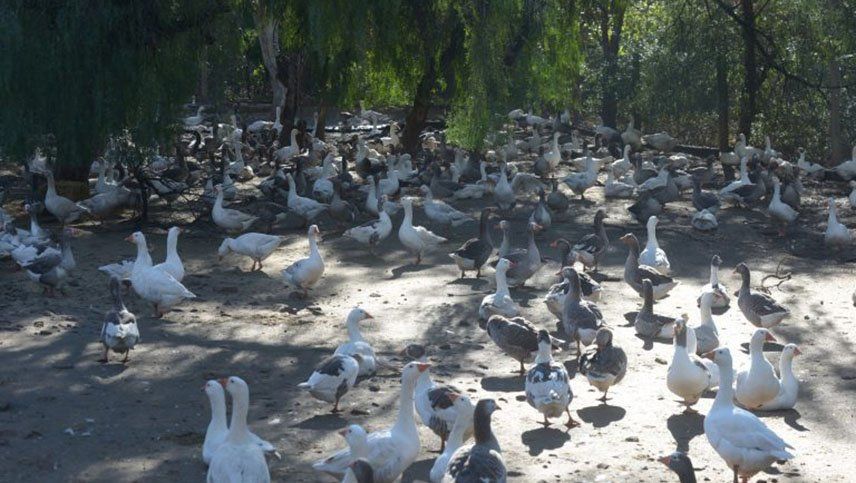 Ya derivaron más de 750 animales del Ecoparque a distintos predios ...