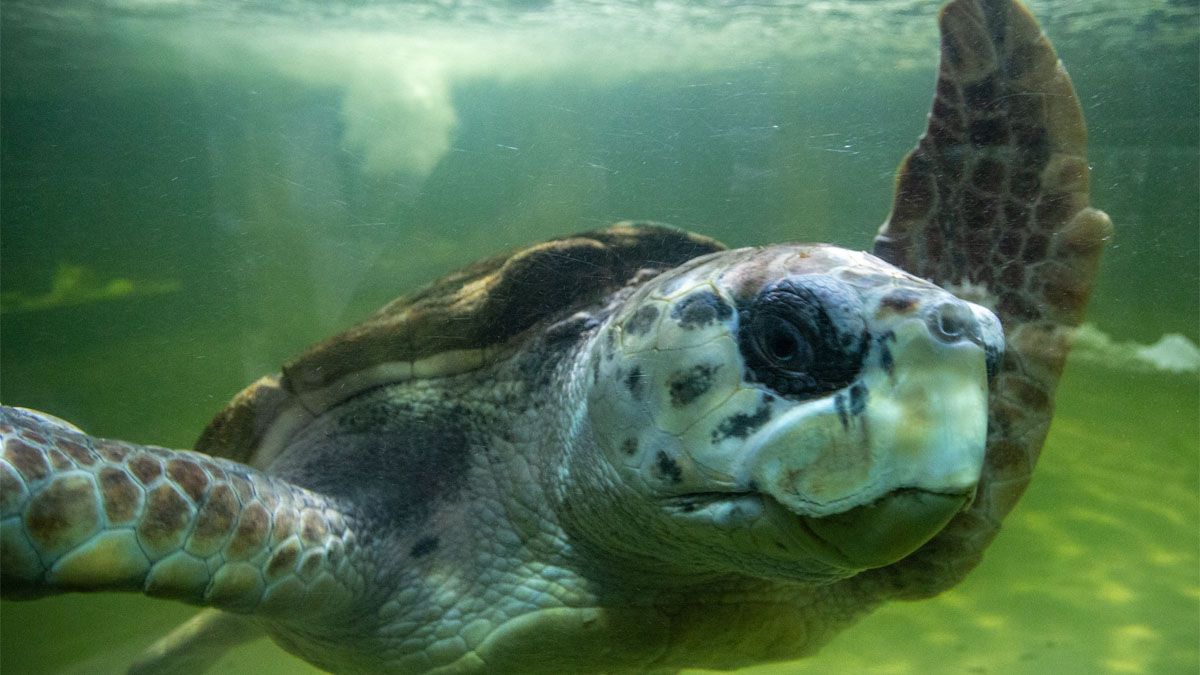 El tortugo Jorge llegó a Mar del Plata en avión y ya está en su nuevo ...