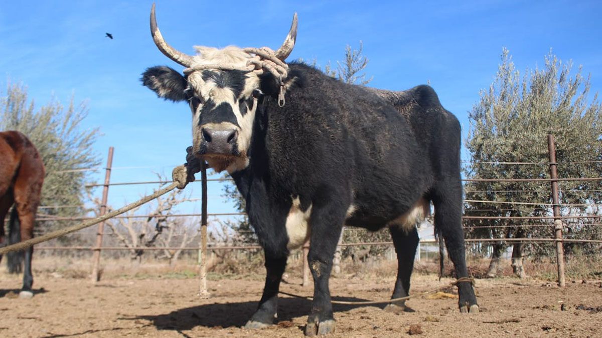La escurridiza vaca cachuda que se volvió viral quedó atada y custodiada