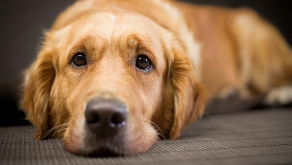 Por qué mi perro llora según la ciencia veterinaria