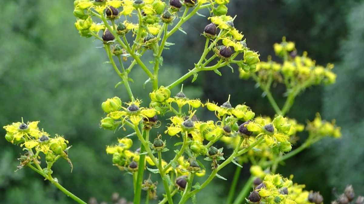Dónde ubicar la ruda en el jardín de casa para atraer el dinero y la ...