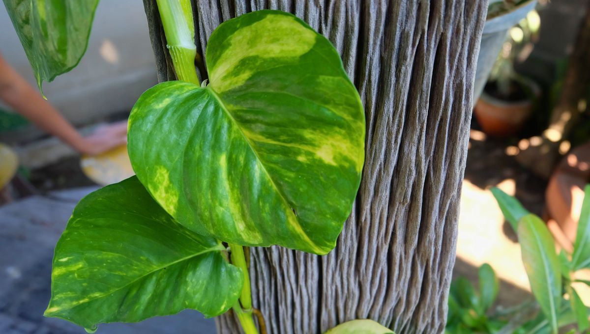 Cómo humedecer tu planta de potus y mantenerla hermosa todo el año: con ...