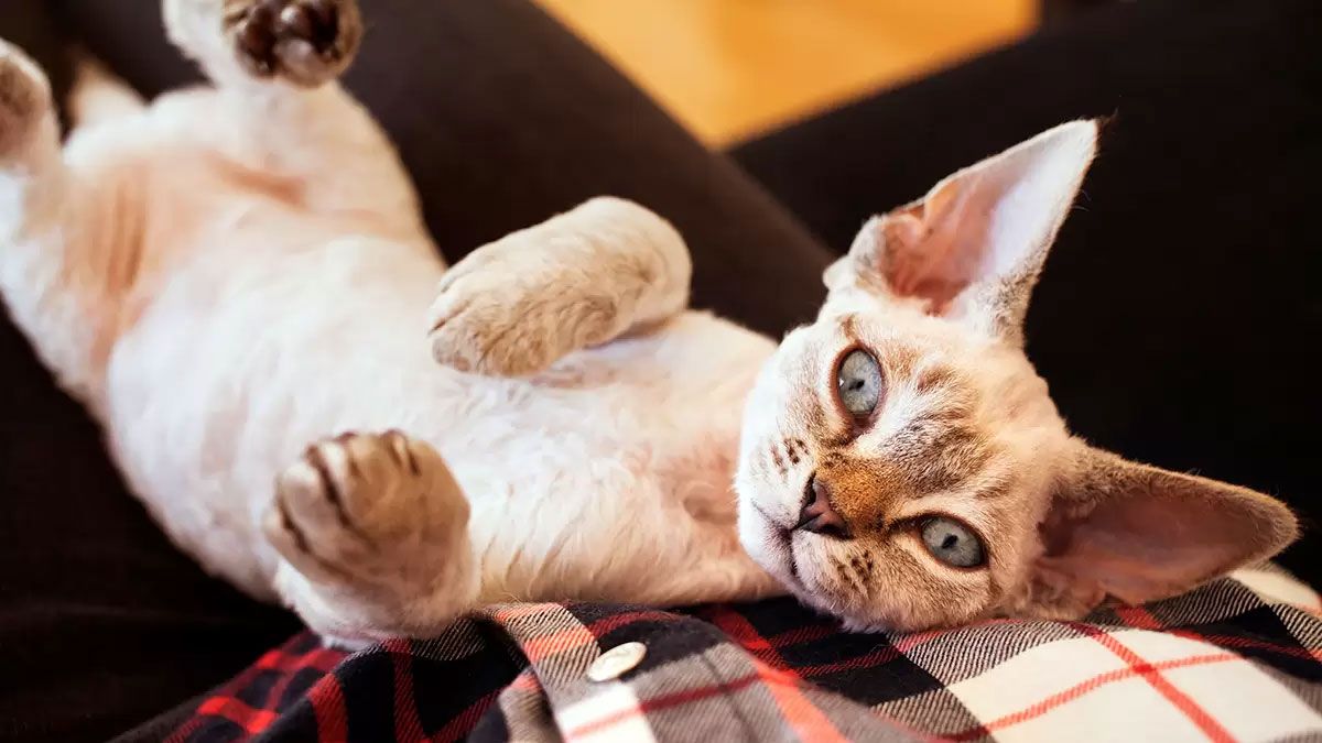 Qué raza de gato es la que no suelta pelo y no da alergia