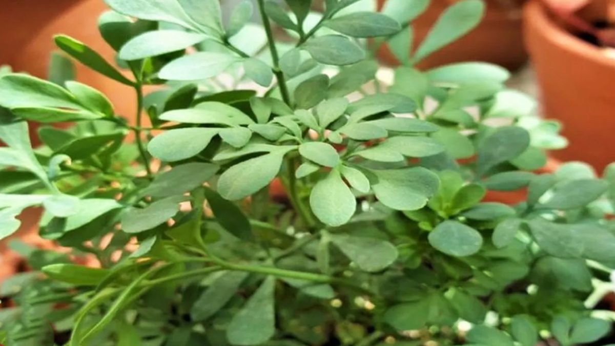 Qué significa tener una RUDA MACHO en la entrada de casa