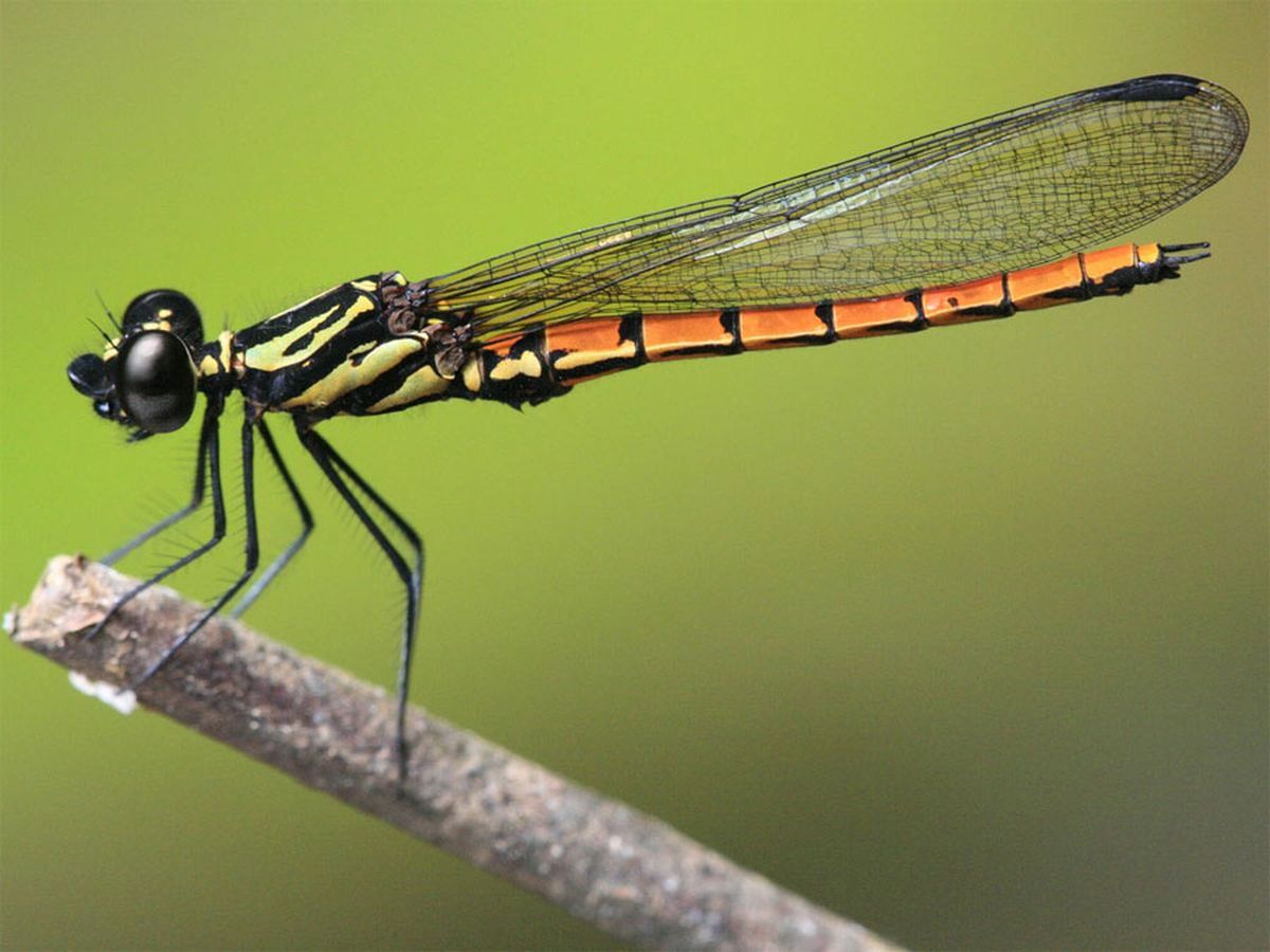 Mantén la respiración al saber qué significa que te visite una LIBÉLULA ...