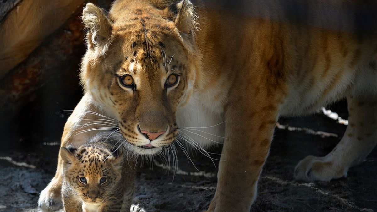 Ligre, el híbrido producto del cruce entre un león y una tigresa