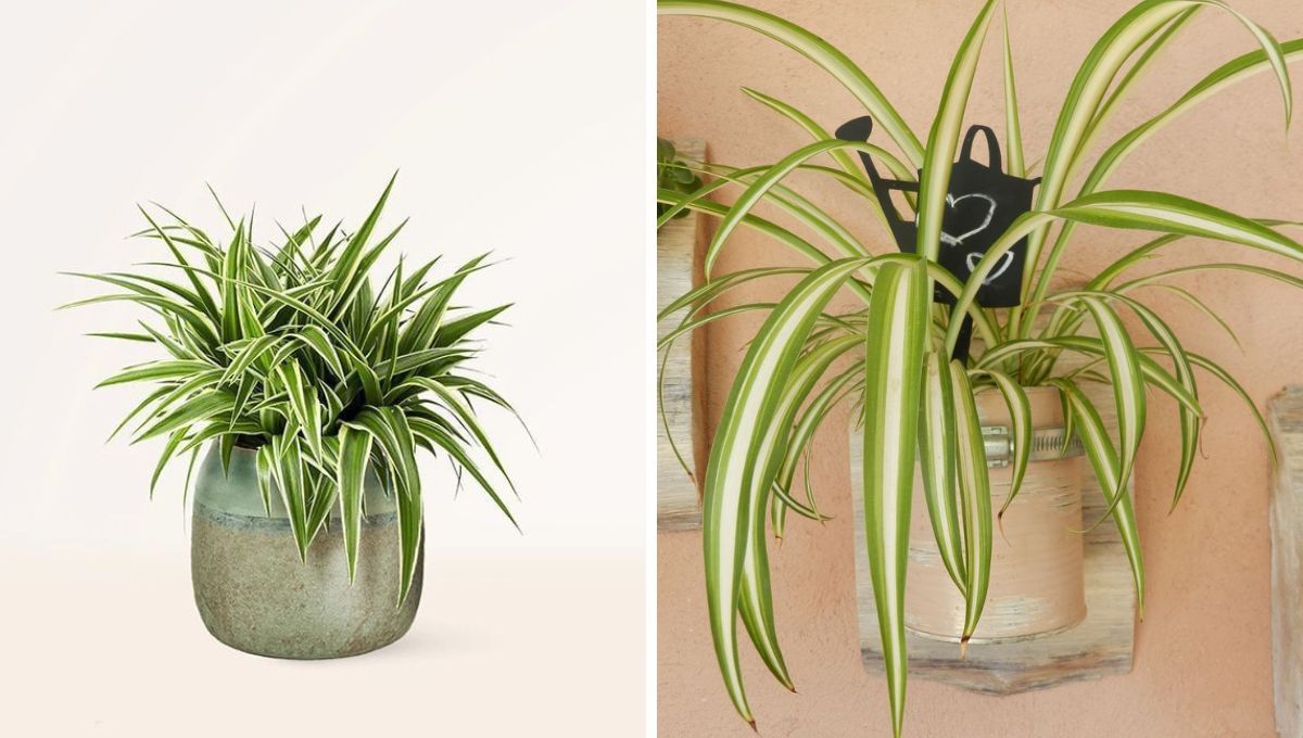 Cinta: cómo cuidar esta planta para que sus hojas crezcan largas y bien ...