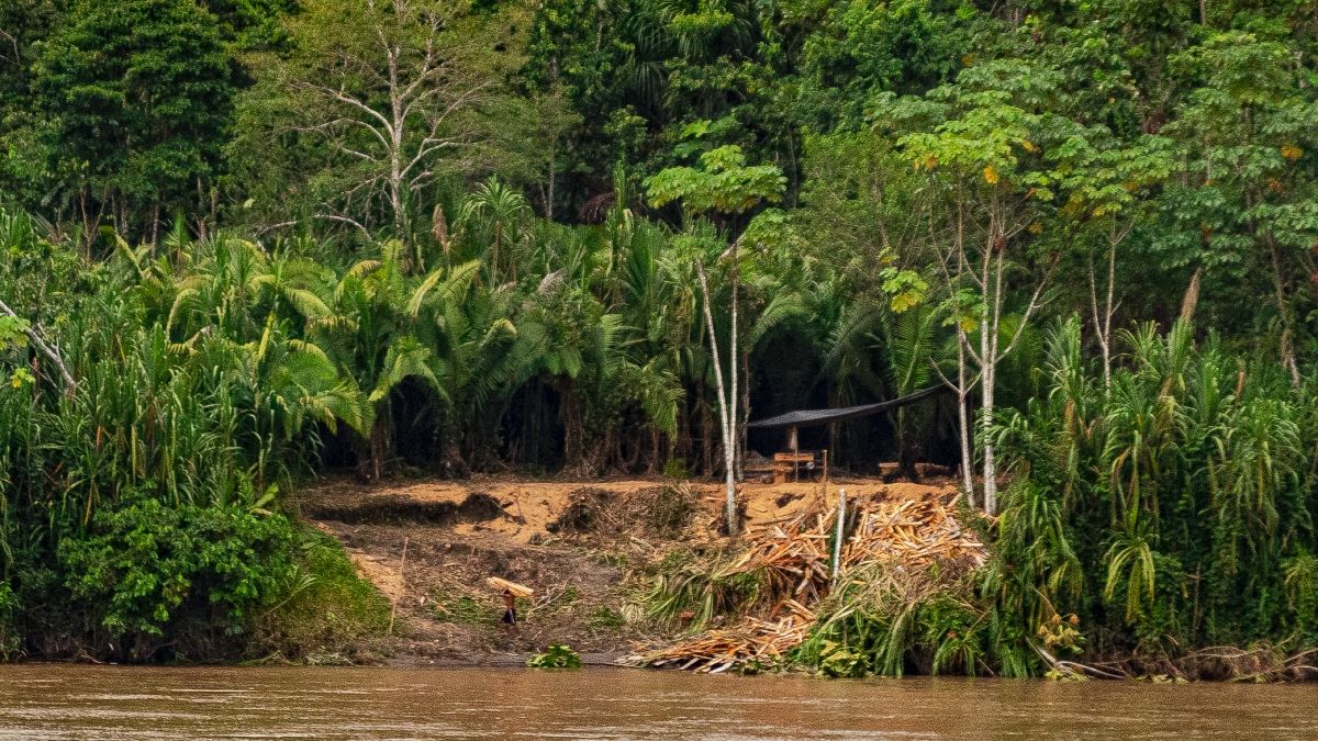 Balsa: deforestación para crear parques eólicos de China y Europa