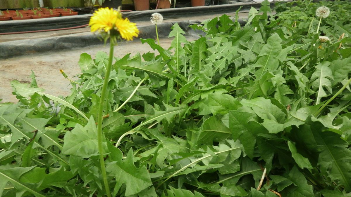 Diente de león: la planta que todos ignoran y tiene beneficios que no hay que despreciar