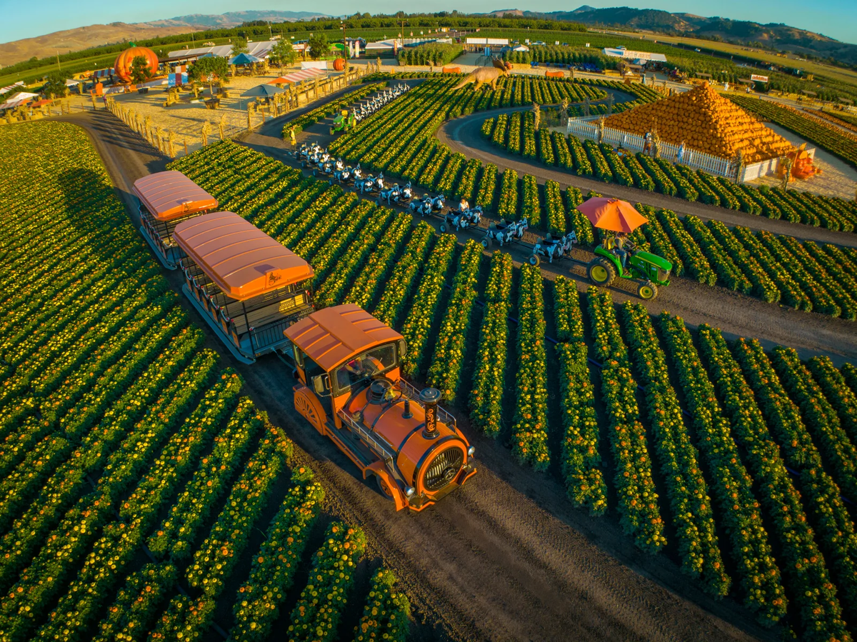 Cómo es pasar un día en un huerto de calabazas en California