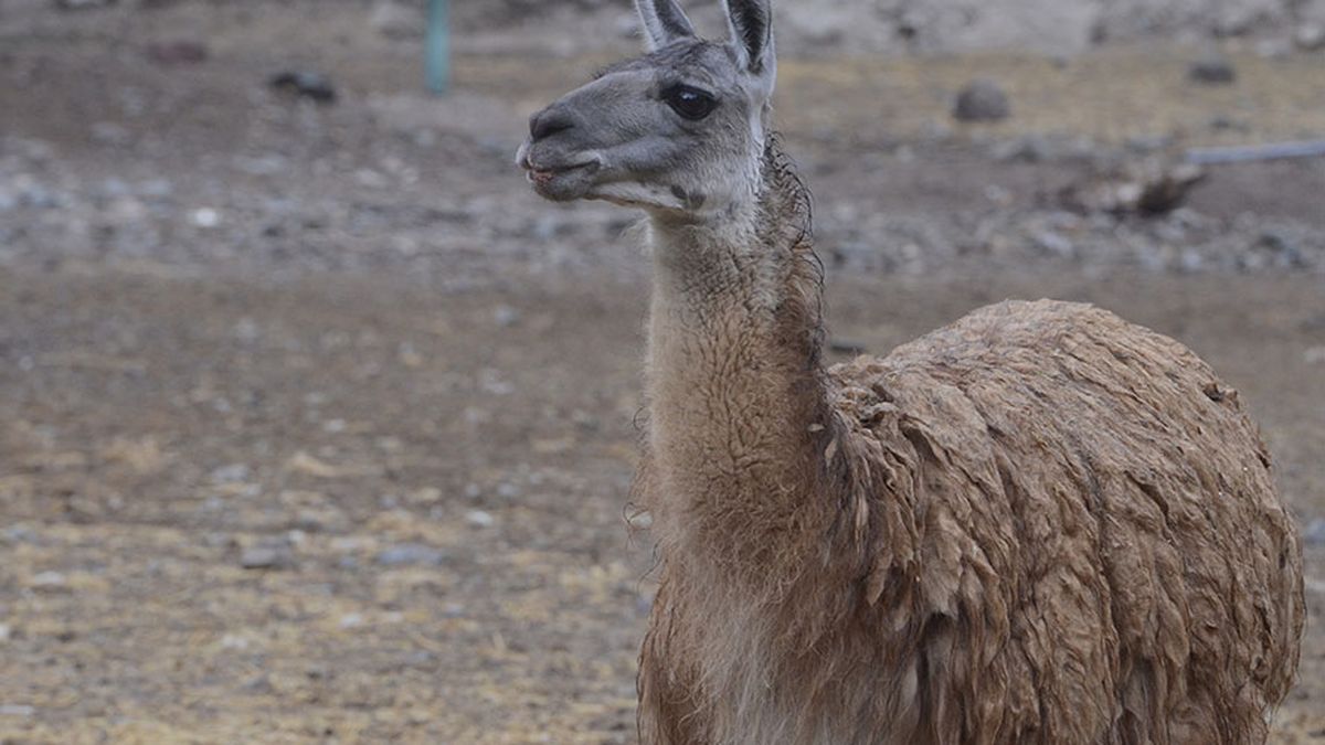 Comenzarán a comercializar carne de guanaco en todo el país