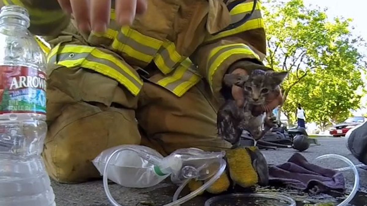 El rescate de un gatito que causa furor en youtube