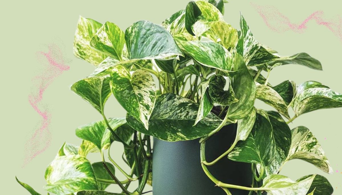 El truco casero para revivir el potus y mantenerlo verde los 365 días ...