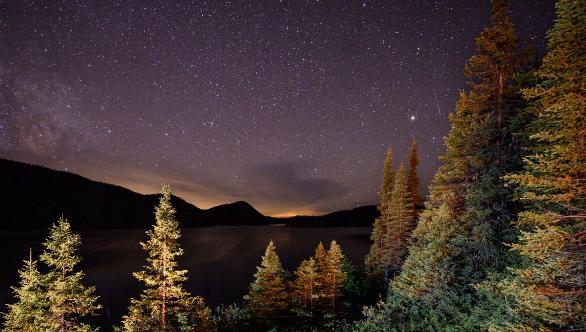 Cuál es el bosque más grande del planeta tierra: se extiende por tres ...
