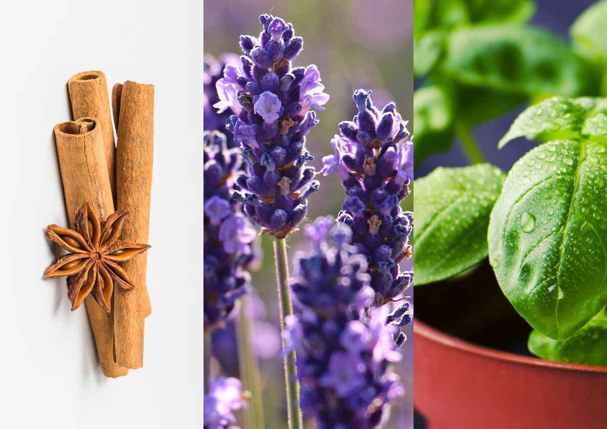 Chau mosquitos: la planta de jardín bella y que actúa como repelente