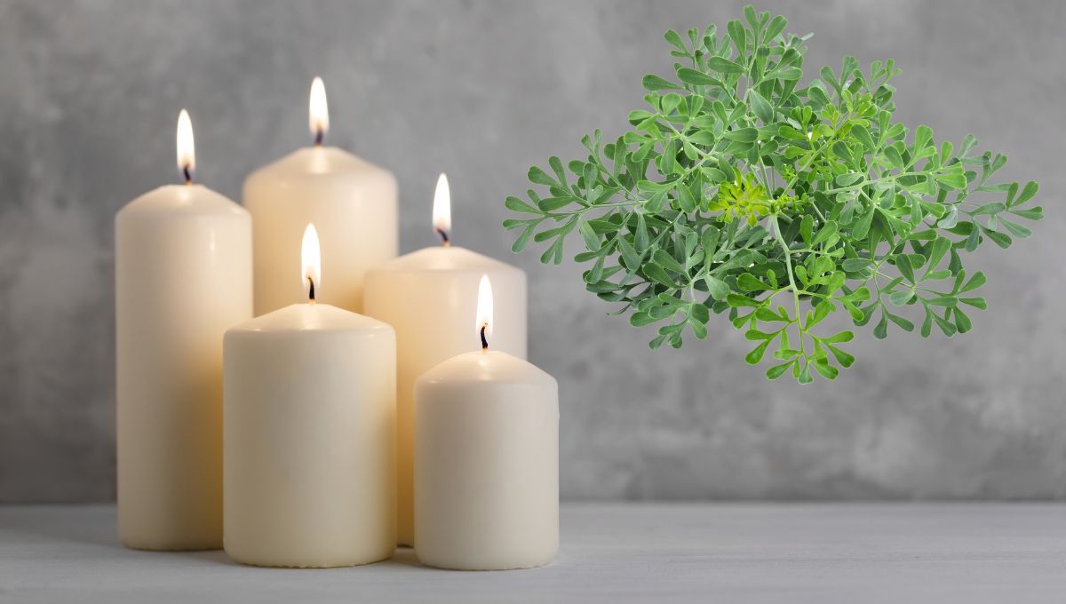 Cómo hacer una vela de ruda y por qué debes encenderla en tu hogar
