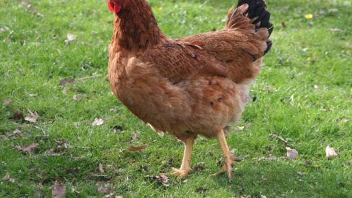 ¡El típico ladrón de gallinas es una estrella de Hollywood!