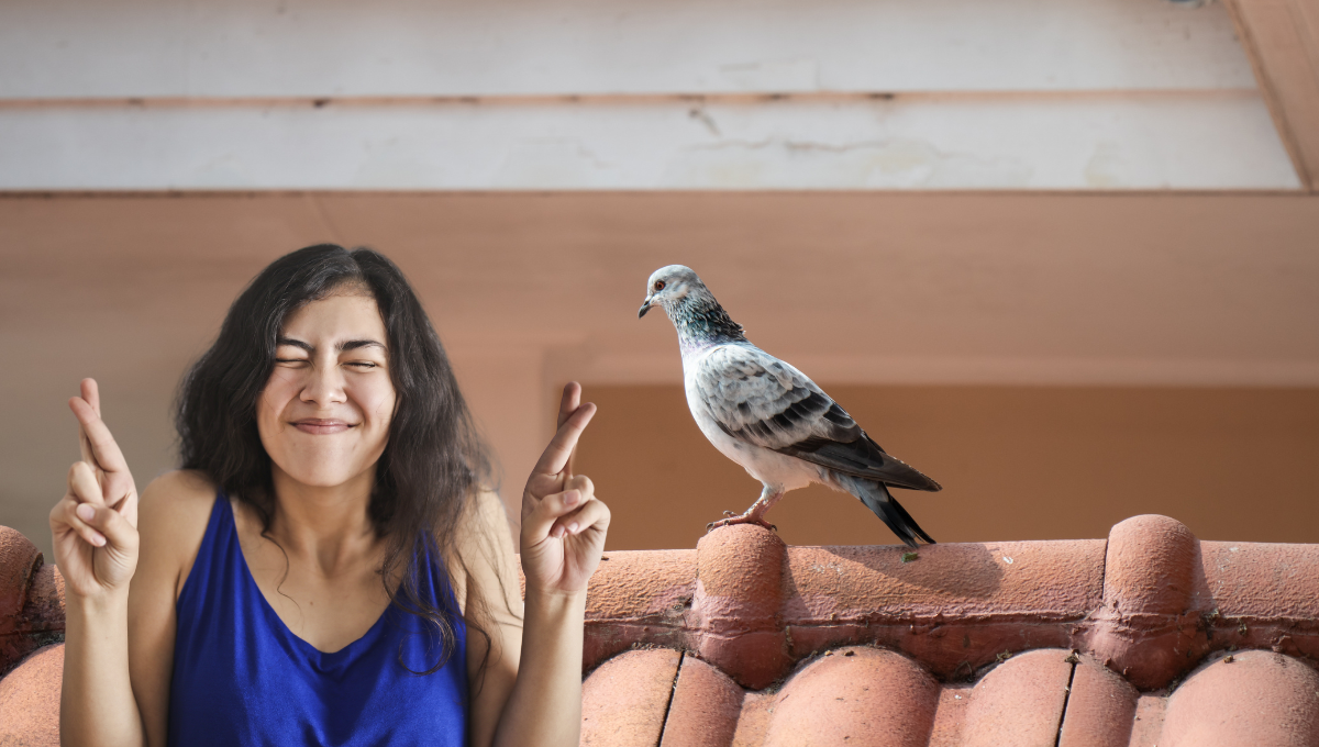 ¿Mitos o verdades?: Por qué dicen que el excremento de paloma da buena suerte