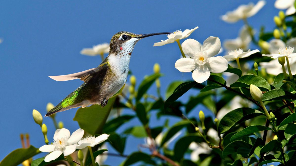Cómo atraer colibríes con el jazmín y convertir tu patio en un paraíso ...