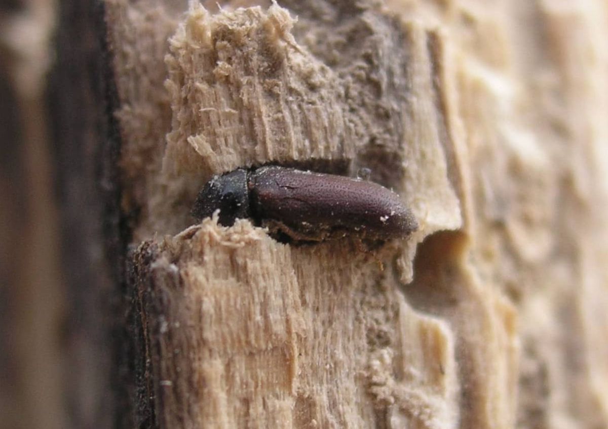 Carcoma: la plaga poco conocida que destruye la madera y puede estar en ...