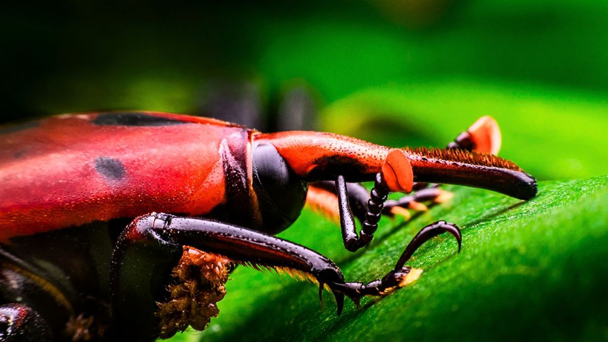 Silencioso y letal: el insecto que amenaza con convertirse en plaga ...