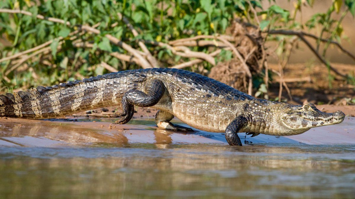 ¿Por qué aumentan los ataques de caimanes en Florida?