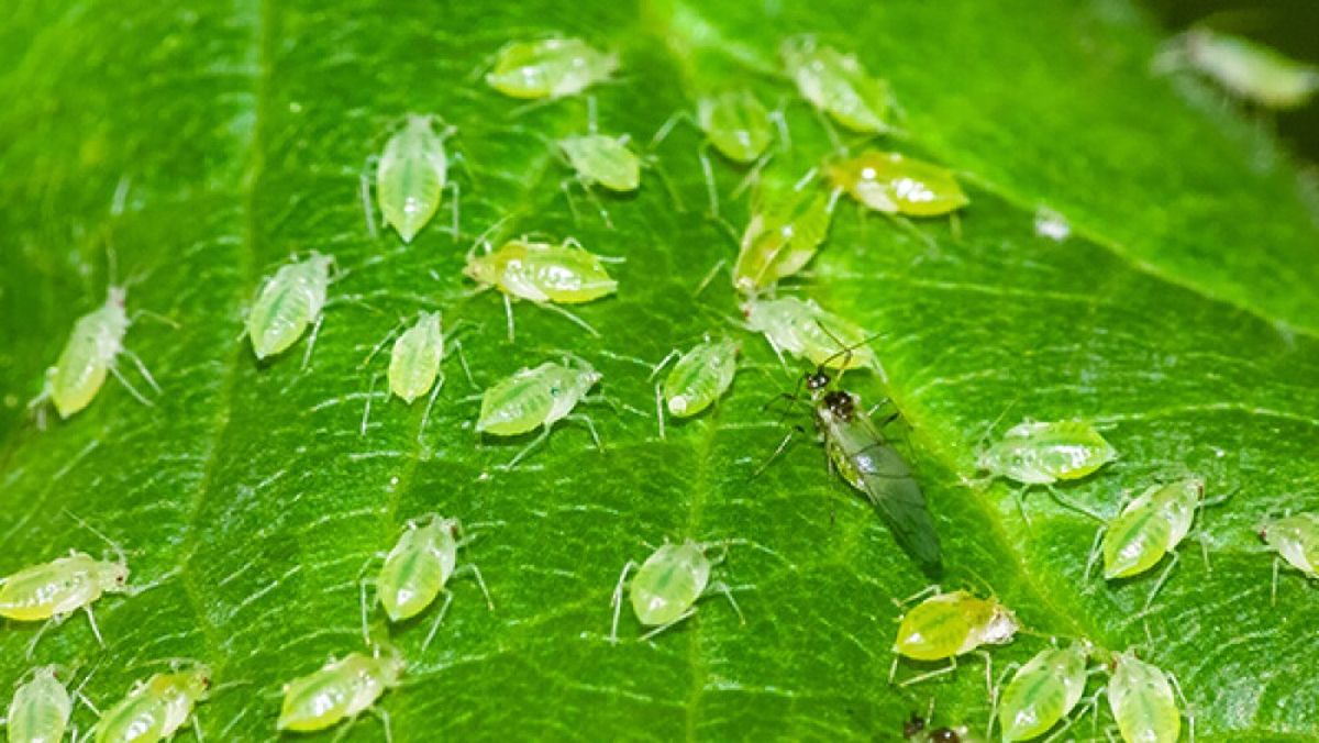 Cómo es el método utilizado en viveros para eliminar plagas como el ...