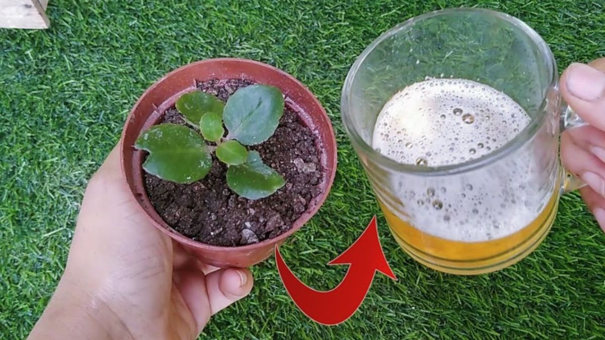 Cómo utilizar cerveza para fortalecer las raíces débiles de tus plantas
