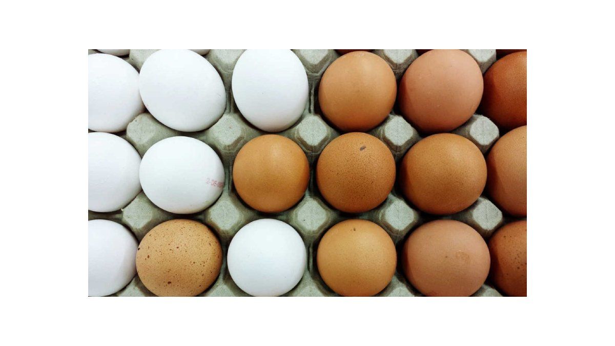 Son blancos o marrones pero ¿qué define el color de los huevos?