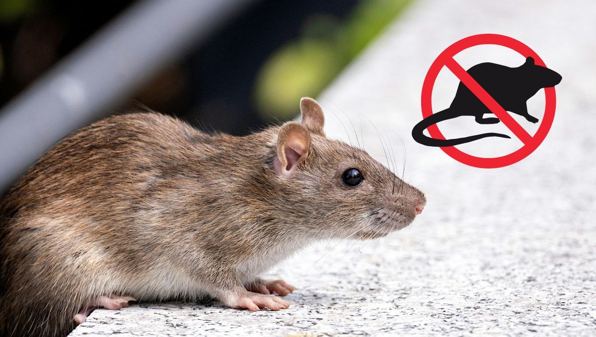 Cómo hacer un veneno para ratas casero: la solución efectiva con 3 ...